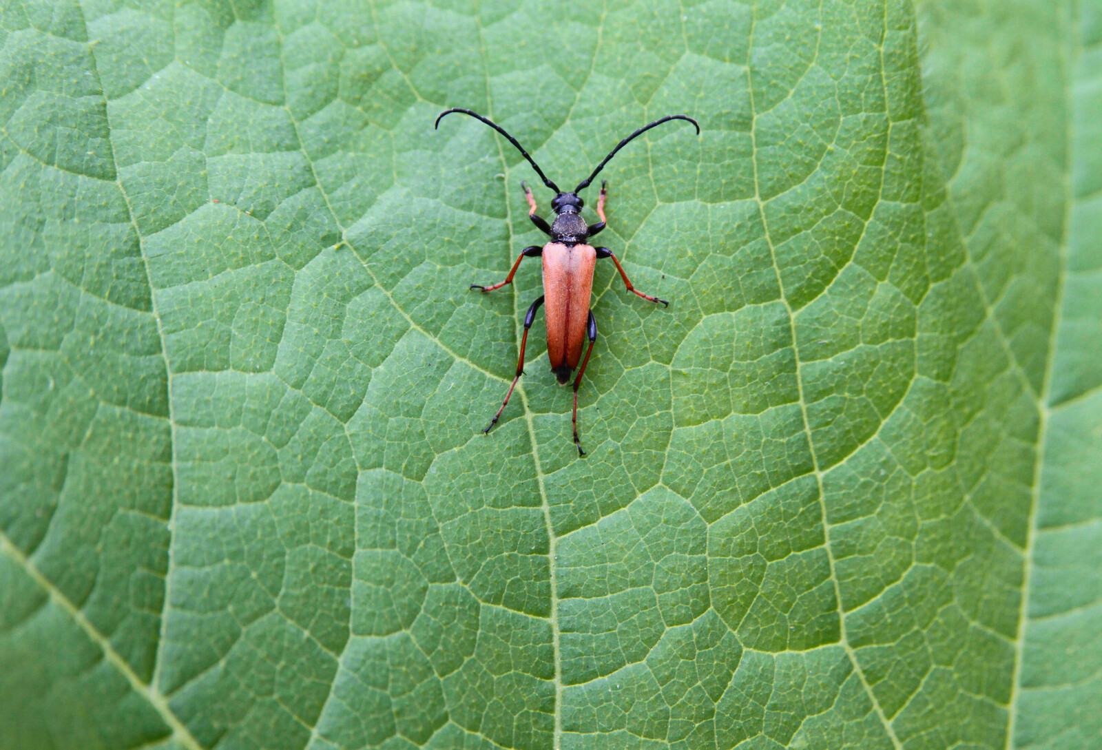 5 Best Landscaping Tips for Pest Management